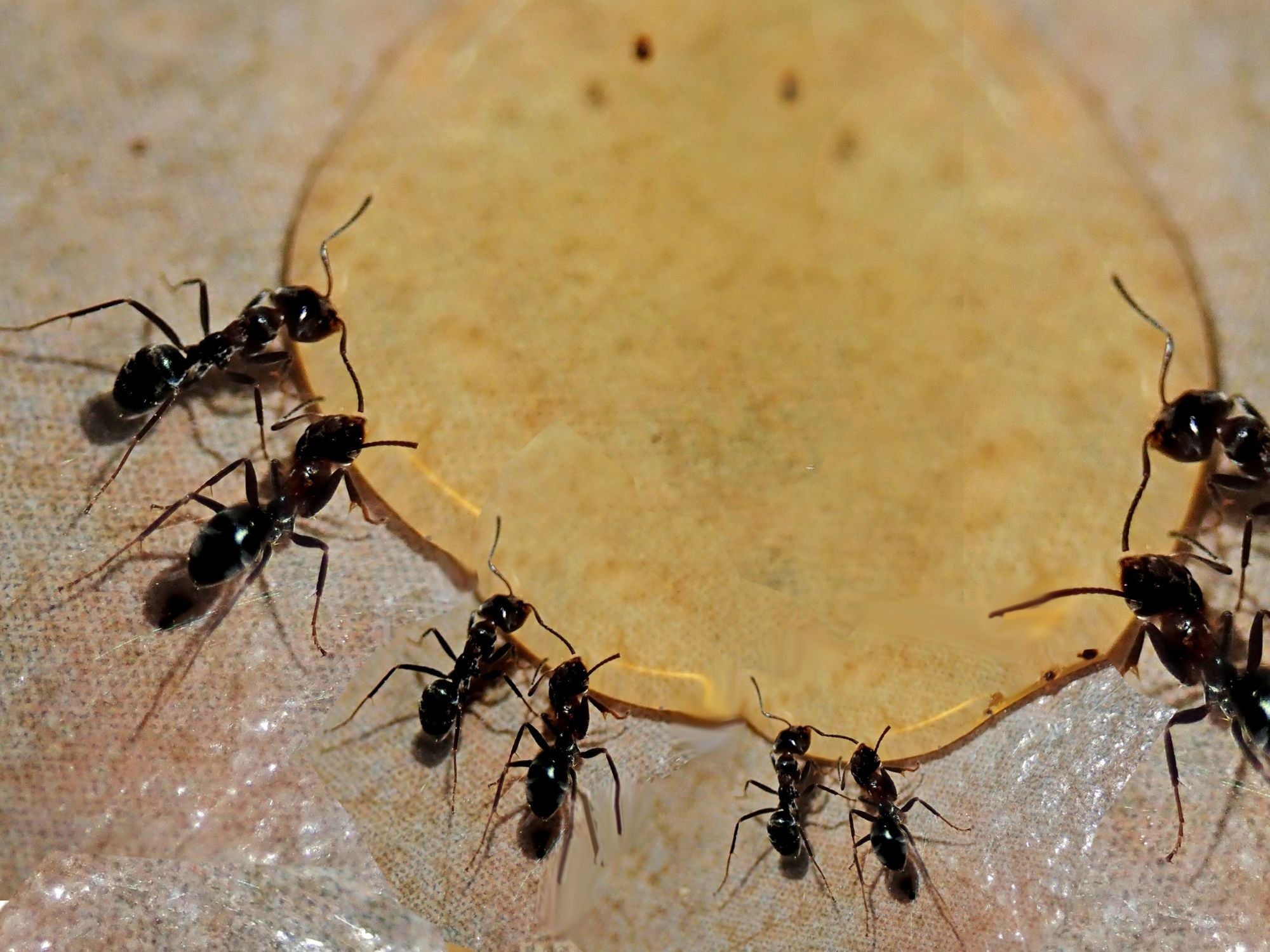 Natural Borax Ant Bait Recipe — Get Rid of Ants for Good - figgyandco